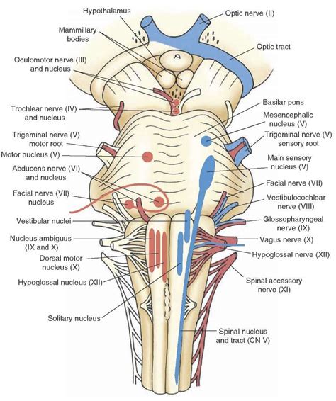 Cranial Nerve Nucleus Wikipedia