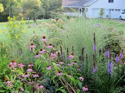 Лиатрис цветок многолетник в ландшафтном дизайне посадка и уход