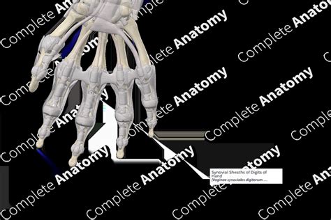 Synovial Sheaths Of Digits Of Hand Complete Anatomy