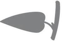 Vegetative Morphology Flashcards Quizlet Vegetative Morphology Flashcards Quizlet