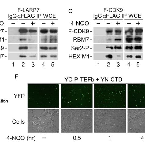 Active P Tefb Is Vital For The Pol Ii Transcriptional Response To