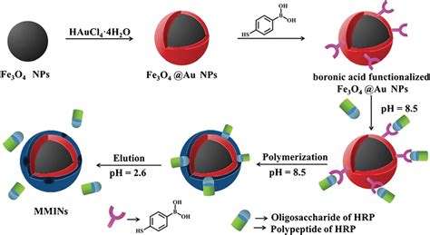 Schematic Representation Of The Preparation Of Magnetic Molecularly Download Scientific Diagram