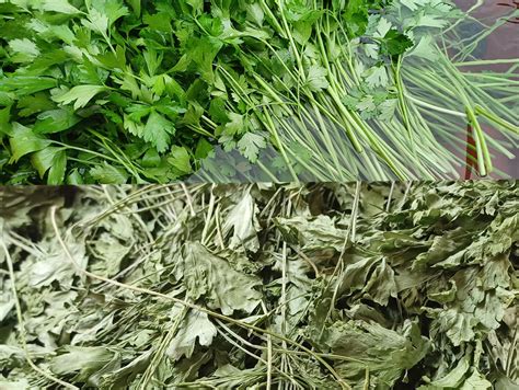 언니네텃밭 텃밭과 꾸러미로 바꾸는 세상 연주언니네 허브 가루바질 파슬리