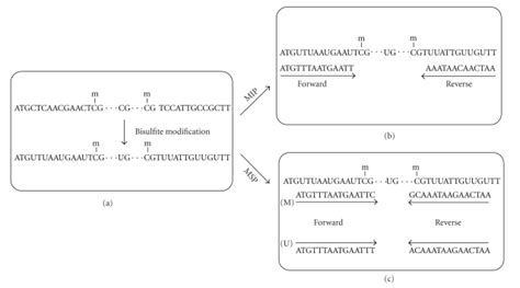Primer Design For Dna Methylation Profiling Techniques Based On Download Scientific Diagram