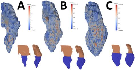 Anatomical Segmentation Example At Different Timing Of The Cycle Download Scientific Diagram