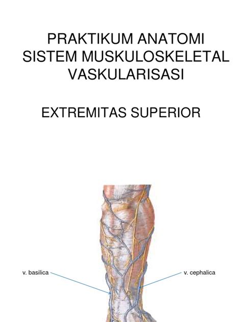 Praktikum Vaskularisasi Ekstremitas Superior Pdf