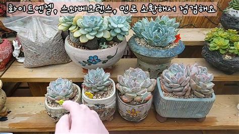 키핑장 다육이 화이트엔젤 스와베오렌스 먼로 점검하기 Youtube