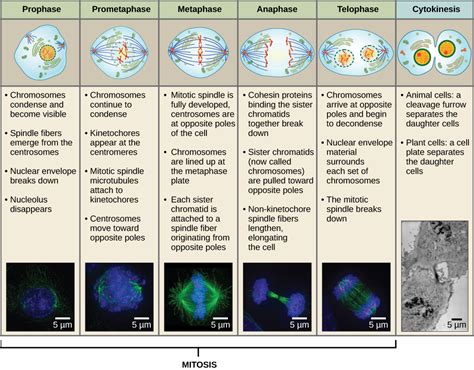 102 The Cell Cycle Teks Guide