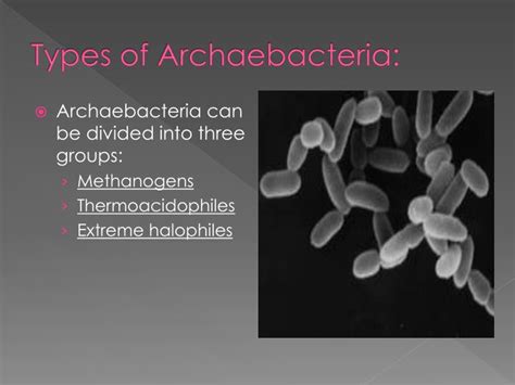 Ppt Kingdom Archaebacteria Powerpoint Presentation Id 3139960