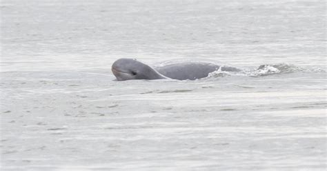 ប្រទះឃើញកូនផ្សោតទី ២ ទើបនឹងកើតនៅអន្លង់កាំពី Empire News Network
