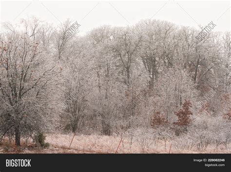 Trees Covered Ice Image Photo Free Trial Bigstock