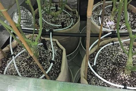 Diy Automatic Watering System For Indoor Cannabis Coco For Cannabis