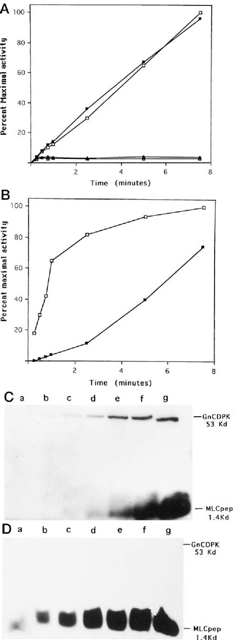 Figure 1 From Autophosphorylation Dependent Activation Of A Calcium Dependent Protein Kinase