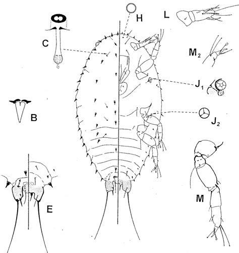 First Instar Of P Rolliniae Hodgson And Gonçalves Sex Not Determined