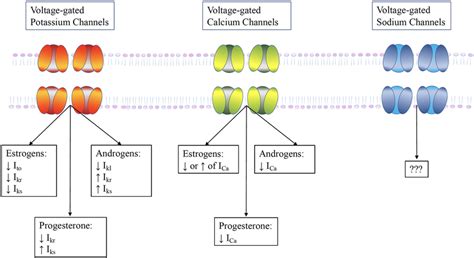 The Influence Of Sex Hormones On Ventricular Ion Channels Testosterone Download Scientific