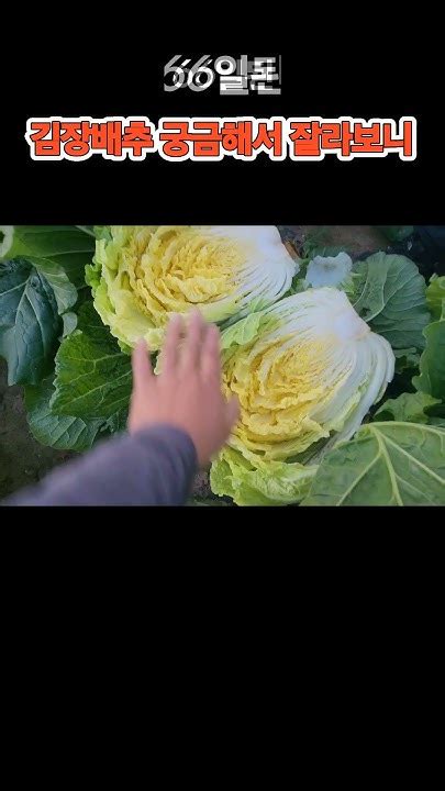 66일된 김장배추 통도 좋고 맛도 좋아요 김장배추 속노란배추 수확시기 텃밭농사 Youtube
