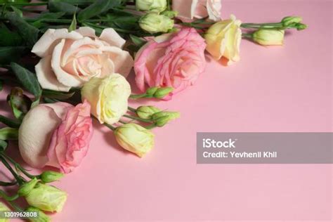 분홍색 배경에 분홍색 장미와 유스토마 어머니의 날 컨셉과 복사 공간 0명에 대한 스톡 사진 및 기타 이미지 0명 꽃 도라지 꽃 식물 Istock
