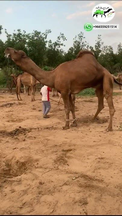 بعير احمر باكستاني مهجن كفو للبيع رقم واتس تم البيع Youtube