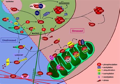 Modifications Required For P53 Trafficking Among Organelles Several