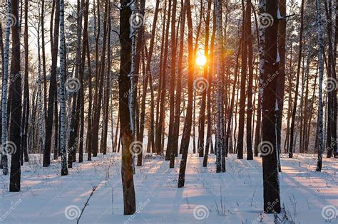 Winter Sunrise In The Forest Sunlight Breaks Through Trees In A Winter
