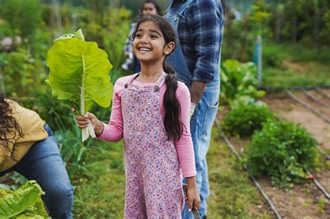 아이들과 함께 정원을 가꾸는 인도 부모 카메라 앞에서 웃으면서 신선한 근대 채소를 들고 있는 아시아 소녀 인도 가족과 수확 개념 아이에 대한 스톡 사진 및 기타 이미지