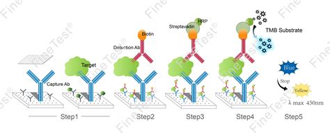Human Cic Circulating Immune Complex Elisa Kit Finetest Elisa Kit