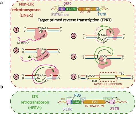 Figure 1 From The Role Of Retrotransposable Elements In Aging And Age