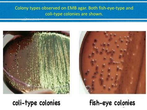 Ppt Lab 6 Enumeration Of Coliforms Fecal Coliforms And E Coli In Foods Powerpoint