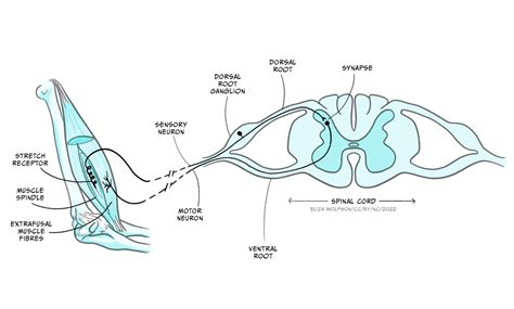 Sensorimotor Integration Introduction To Biological Psychology