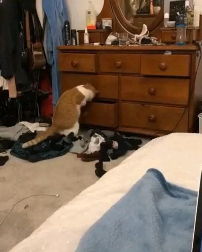 Пин от пользователя Baka на доске мимими Смешные животные Забавные зверюшки Котята