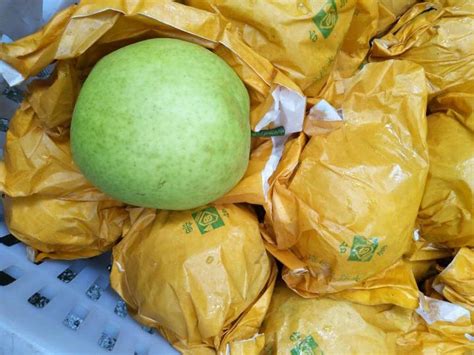 翠玉梨 翠玉梨品种介绍 夏玉梨品种介绍 大山谷图库