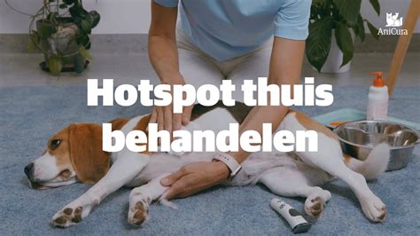 Hotspot Hond Behandelen Anicura Youtube