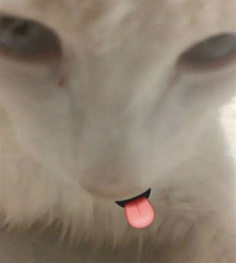 Pin By Keira Ud83c Udfa7 On Uh Mine Ig Memes Photo Cats