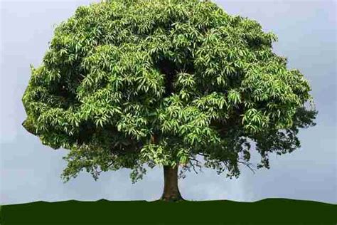 Aam Ka Ped आंगन में आम का पेड़ है तो क्या होगा Webdunia Hindi