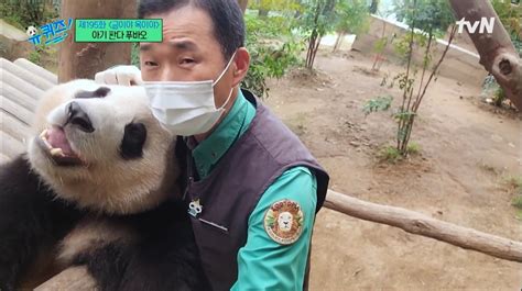 ‘유퀴즈 사육사가 밝힌 판다 푸바오와 이별해야 하는 이유 “행복한 판생 위해”