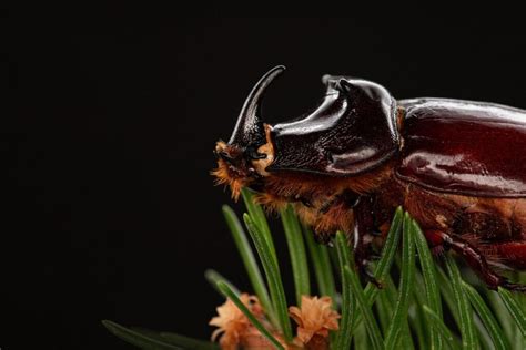 Bugs Eat Plants Understanding Insect Plant Relationships Plant