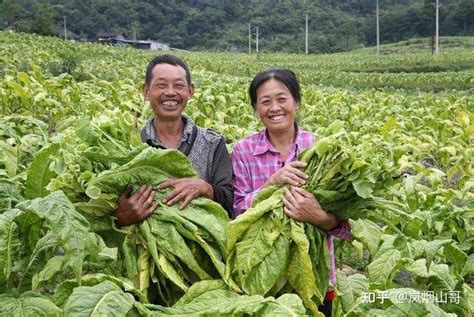 实录烟农烟草种植过程 知乎