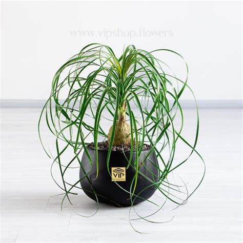 خرید و قیمت گل بونسای لیندا همراه با ارسال رایگان Vip