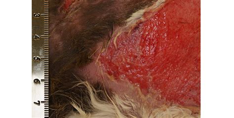 Feline Skin Fragility Syndrome Pictures Insights And Care