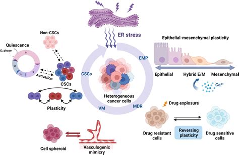 Frontiers Emerging Roles Of Endoplasmic Reticulum Stress In The