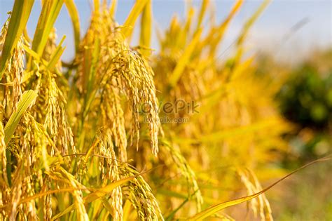 가을 수확 금 논 사진 무료 다운로드 Lovepik