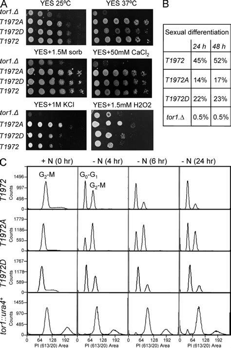 Tor1 T1972 Is Required For Tor1 Function A Stress Response Of Tor1 Download Scientific