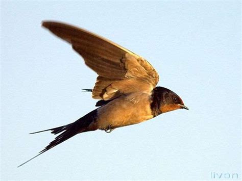 Животные символы Украины презентация онлайн