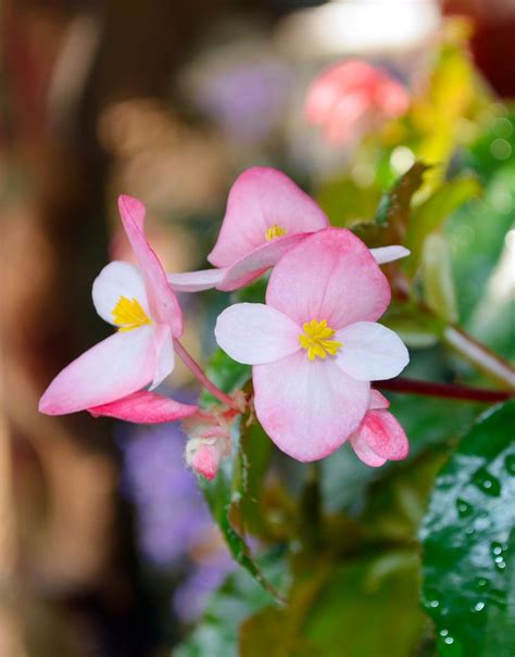 Begonia Minor Beautiful Flowers