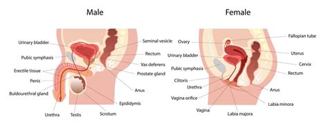 Organ System Examples