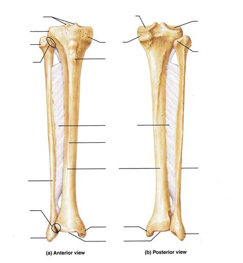 Tibia And Fibula Diagram Diagram Quizlet