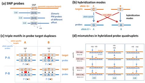 Probe Design And Hybridization Modes For Snp Detection A Each Snp