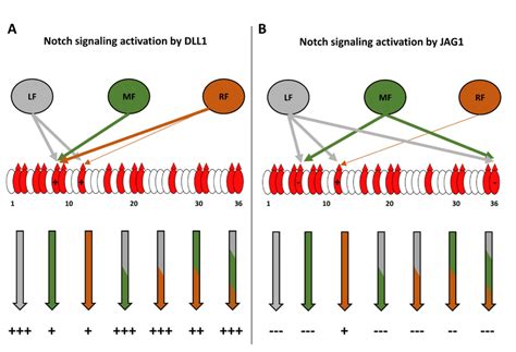 Summary Diagram Of The Effect Of The Different Fringe Combinations On