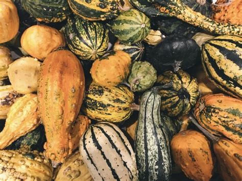 Things You Didn T Know About Squash Seedchange Seedchange