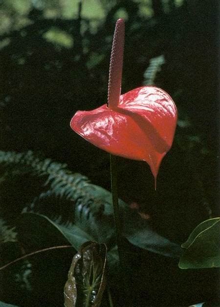 Mastery Of Sex Spiritual Meaning Of Flower By The Mother